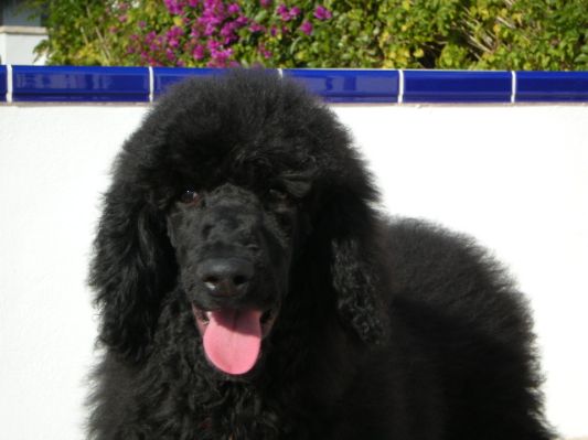 Two Poodles living in Spain