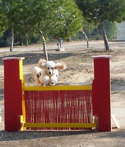 Super Poodle