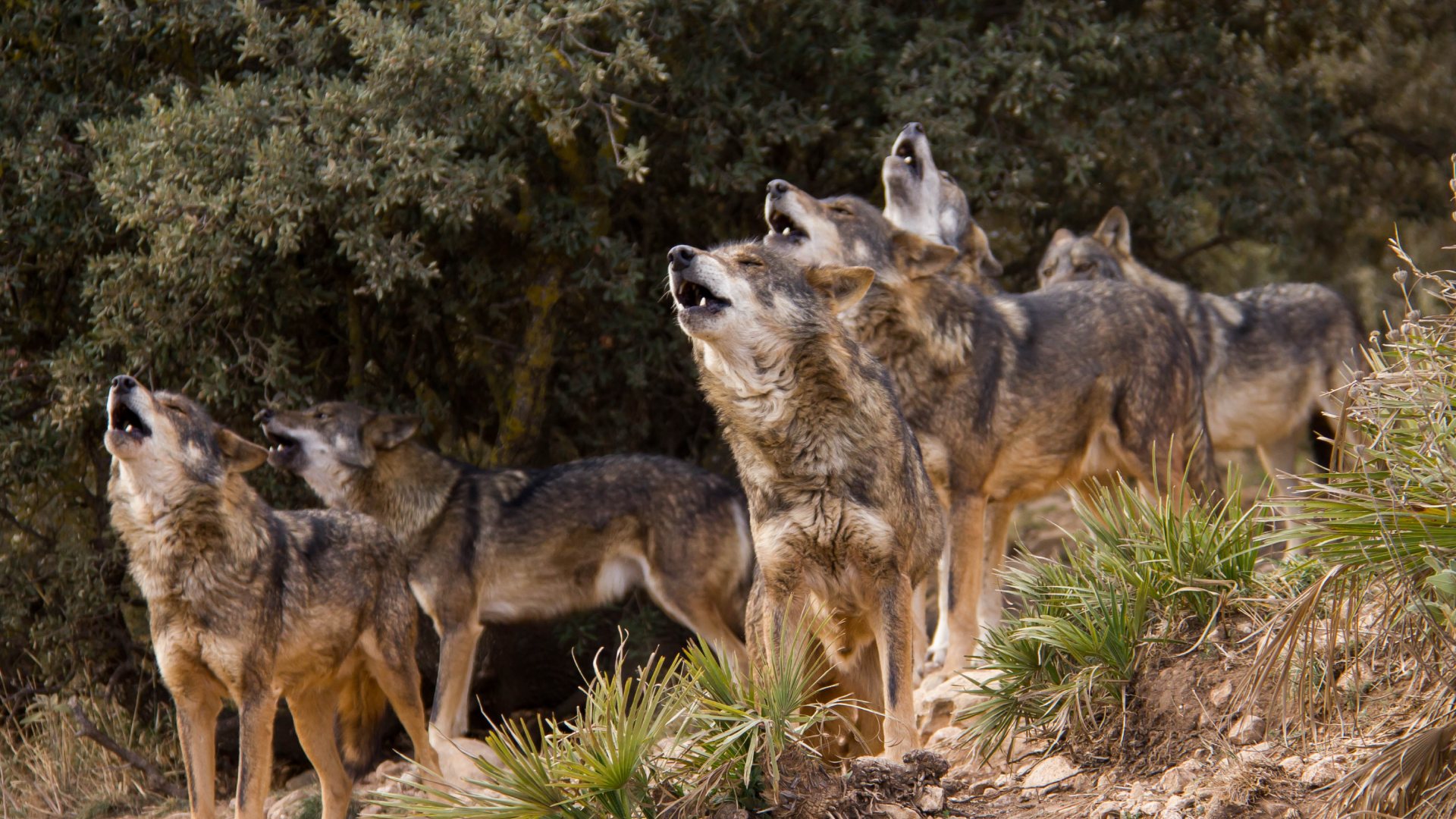 The Wolf Park in Antequera