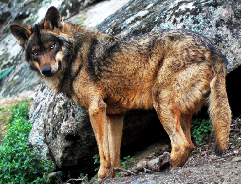 The Elusive Iberian Wolf