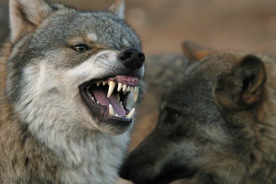 Visit Andalucia's Wolf Park
