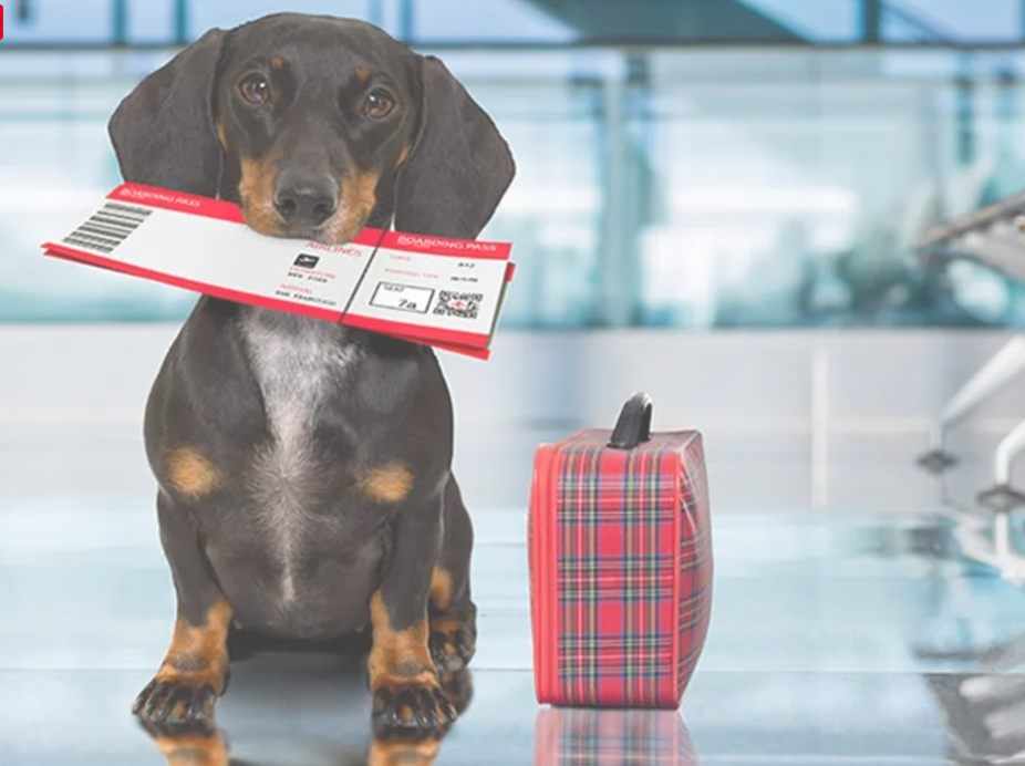 Bringing Your Pets to Spain: A Guide for Expats