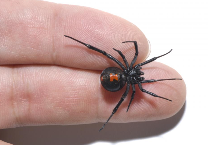 Spain's Most Dangerous Spider : A Closer Look