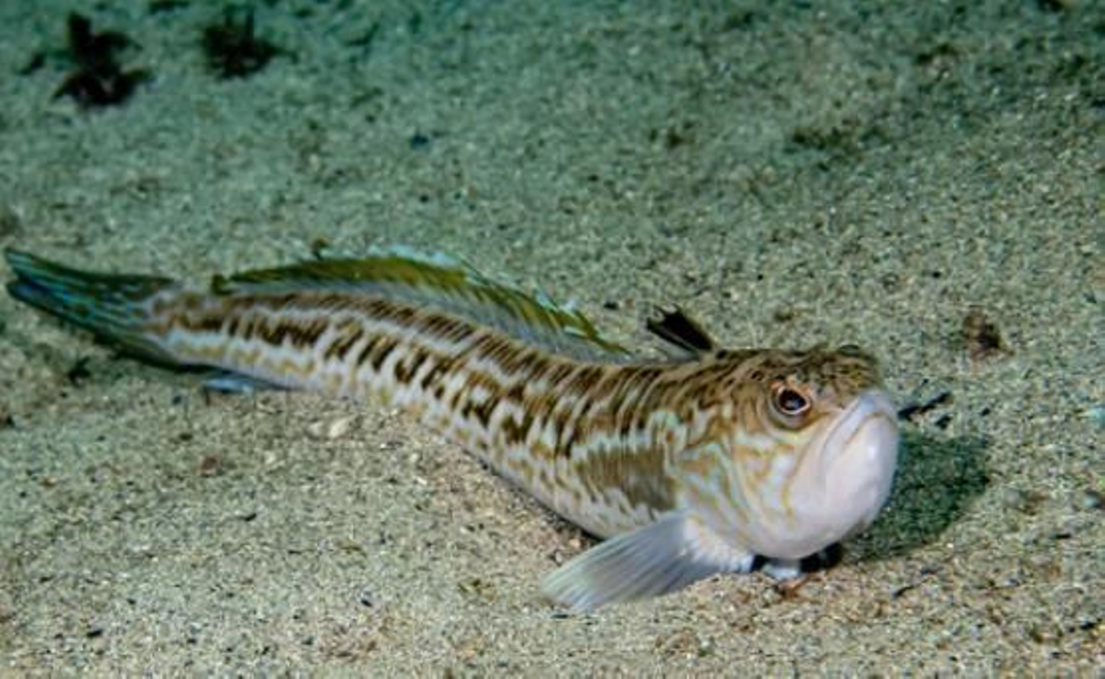 Underwater Encounters