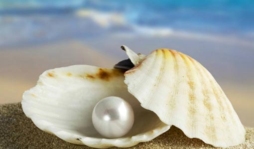 Sea shells in southern Spain