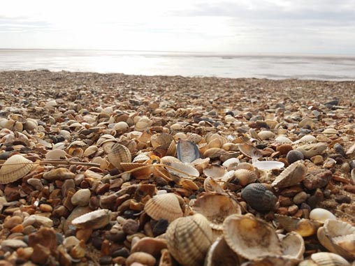 Sea shells in southern Spain