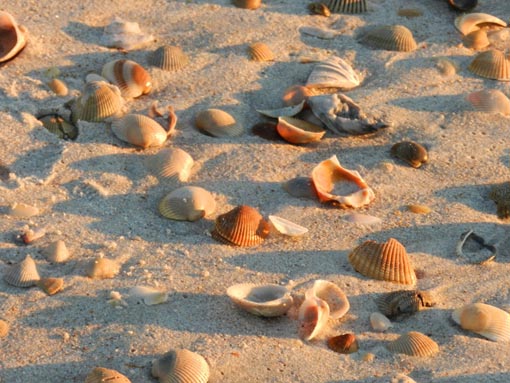 Sea shells in southern Spain