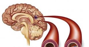 Spanish researchers show that an oral anticoagulant delays Alzheimer's