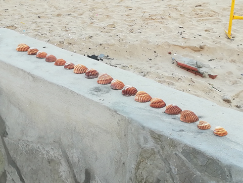 Sea shells in southern Spain