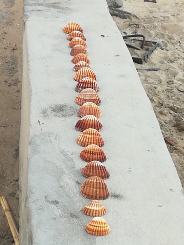Sea shells in southern Spain