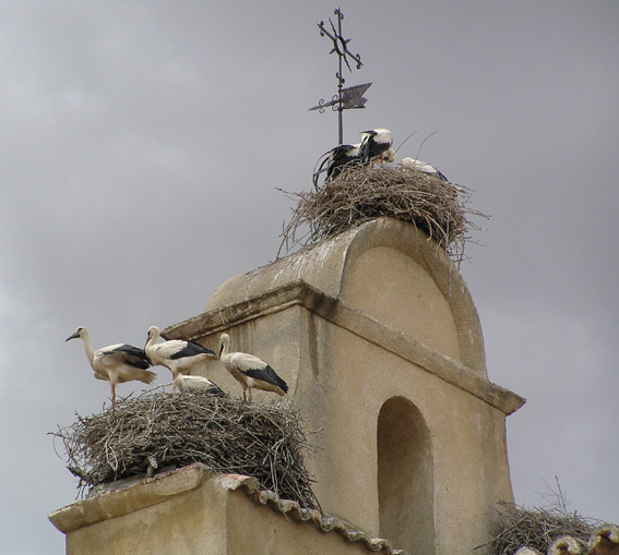 Storks in Spain