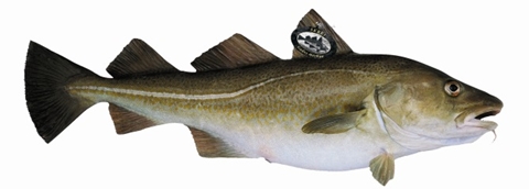 A very popular fish in Spain