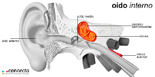 Spanish scientists get a discovery related to the human ear