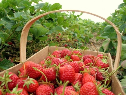 Spanish scientists have discovered the antioxidant power of strawberry ...