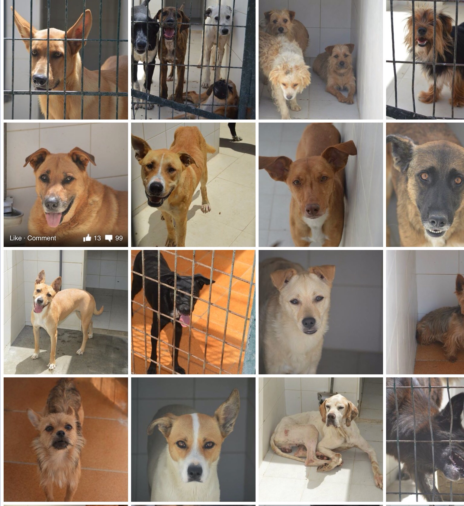 SUPPORT SOS ALMERIA PERRERA - DOGS NEEDING HOMES