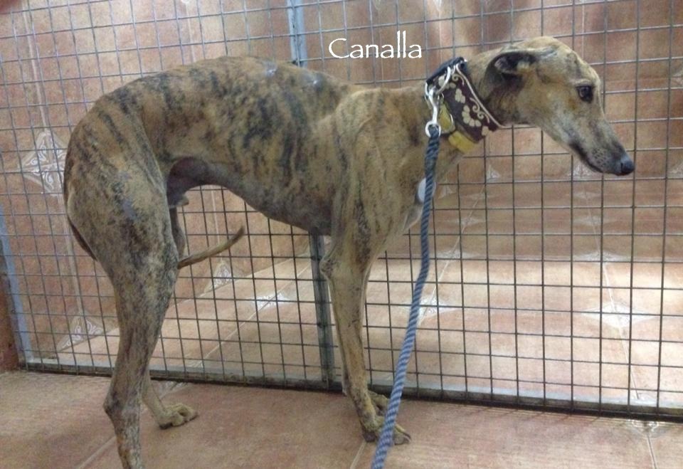 More from Galgos del Sol including much needed adoptions