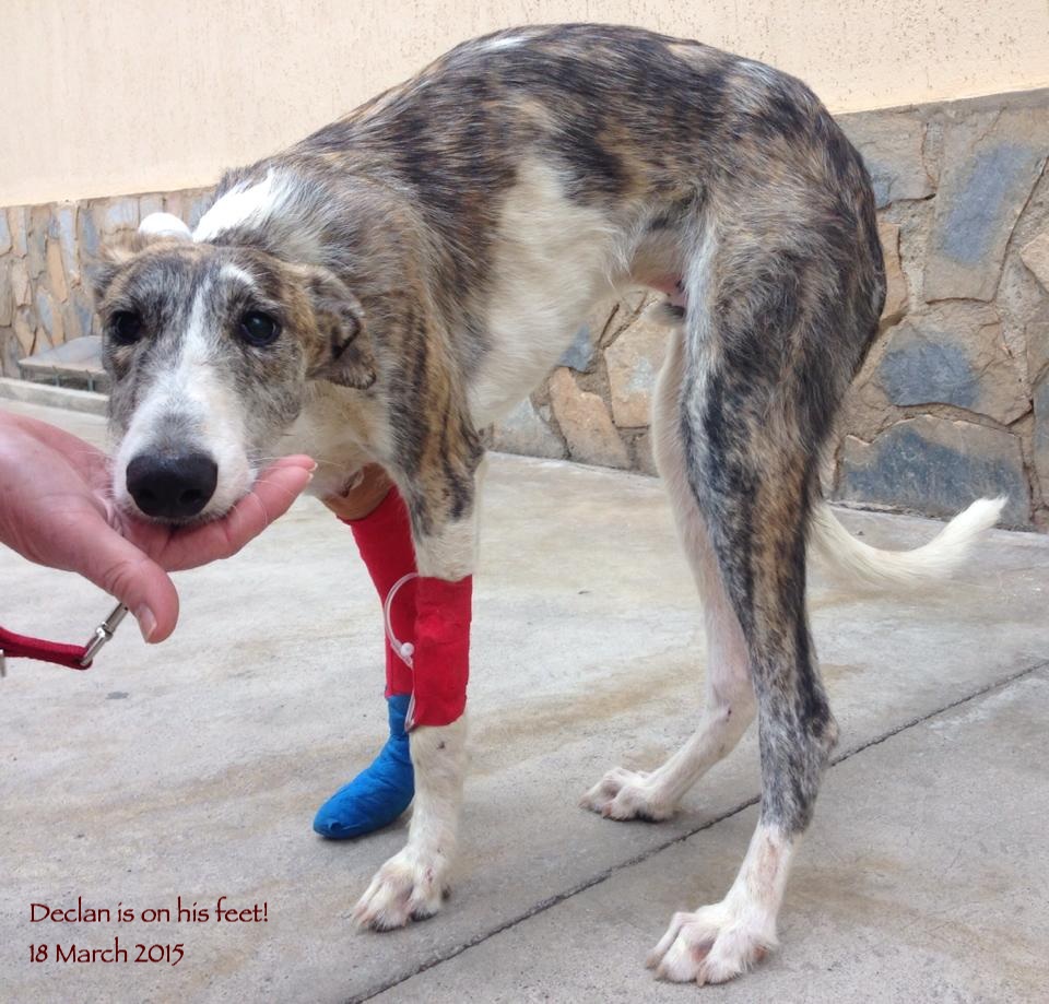 Galgos del Sol (Murcia) makes saving galgos in Spain a reality!