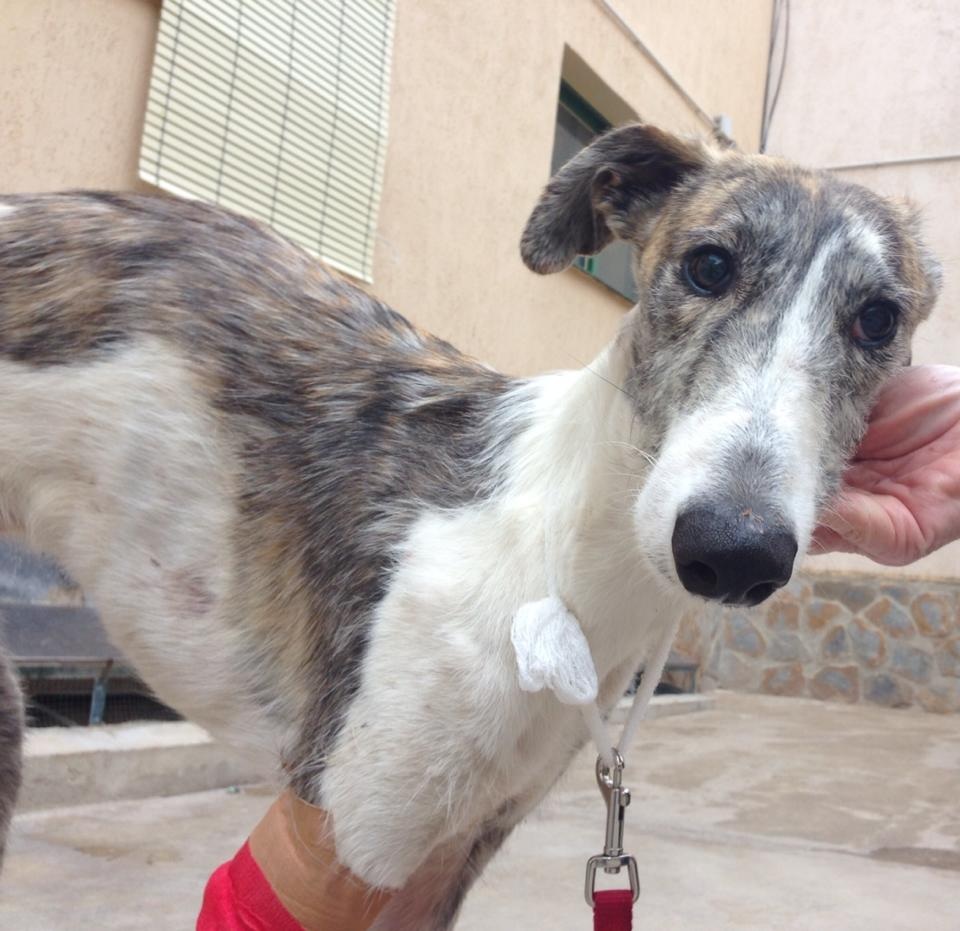Galgos del Sol (Murcia) makes saving galgos in Spain a reality!