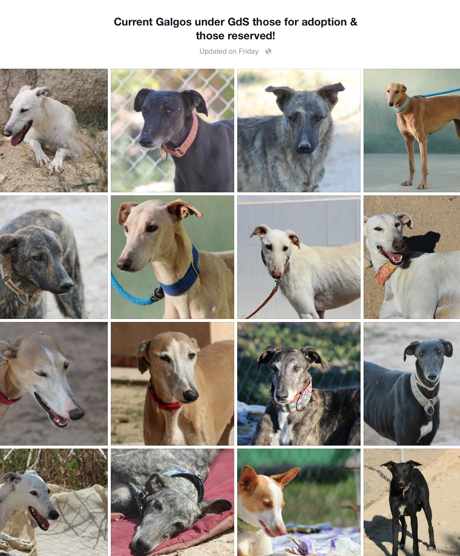 Galgos del Sol have never been busier
