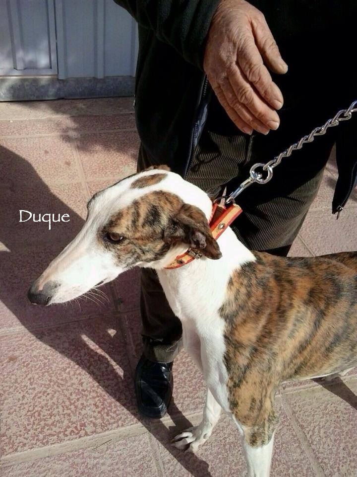 More from Galgos del Sol including much needed adoptions