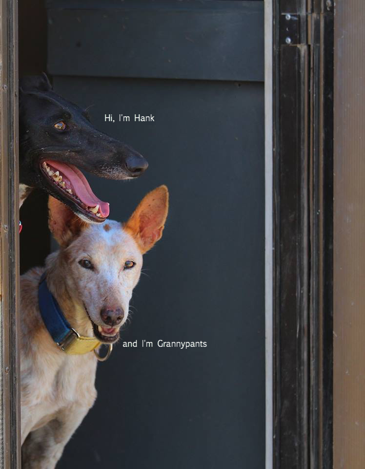 Galgos del Sol (Murcia) makes saving galgos in Spain a reality!