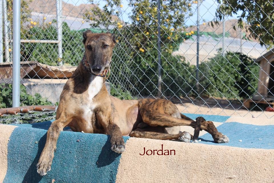 More from Galgos del Sol including much needed adoptions