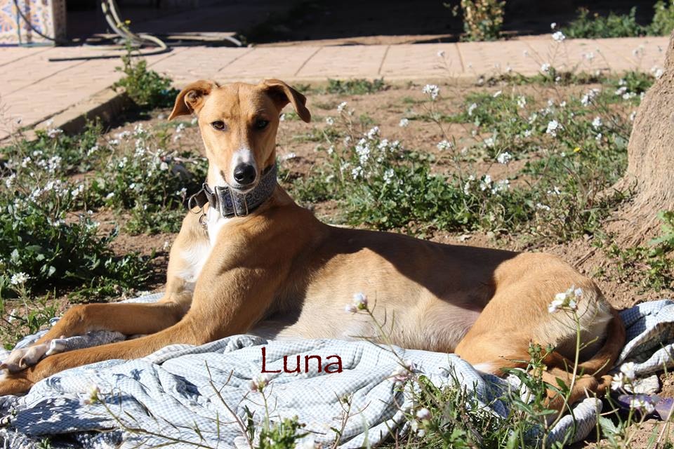 More from Galgos del Sol including much needed adoptions