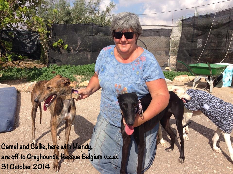 Extra busy time for Galgos del Sol