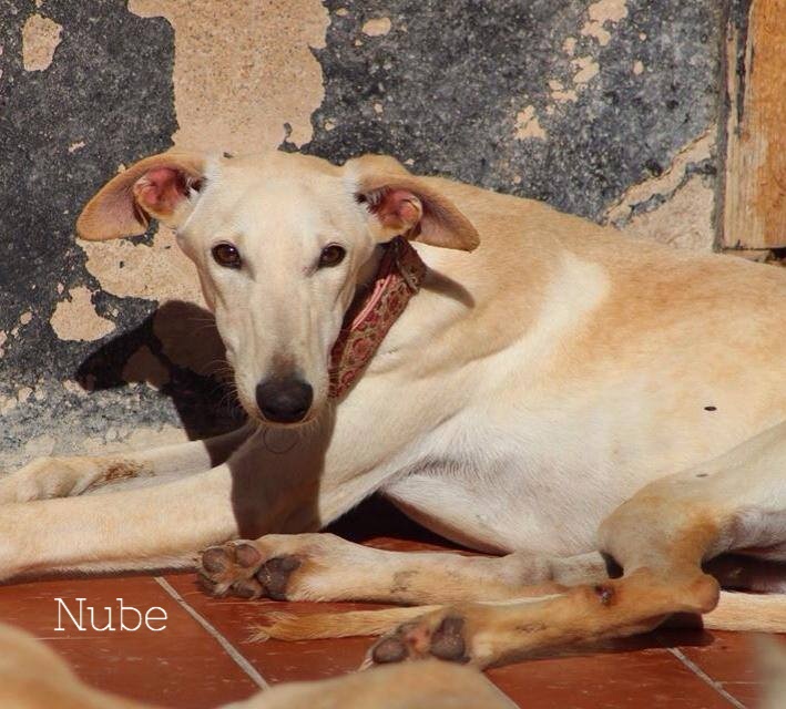 Galgos del Sol (Murcia) makes saving galgos in Spain a reality!