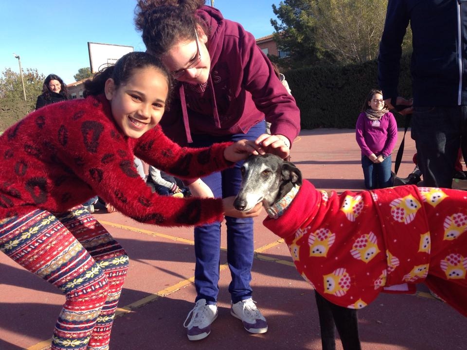 Galgos del Sol (Murcia) makes saving galgos in Spain a reality!