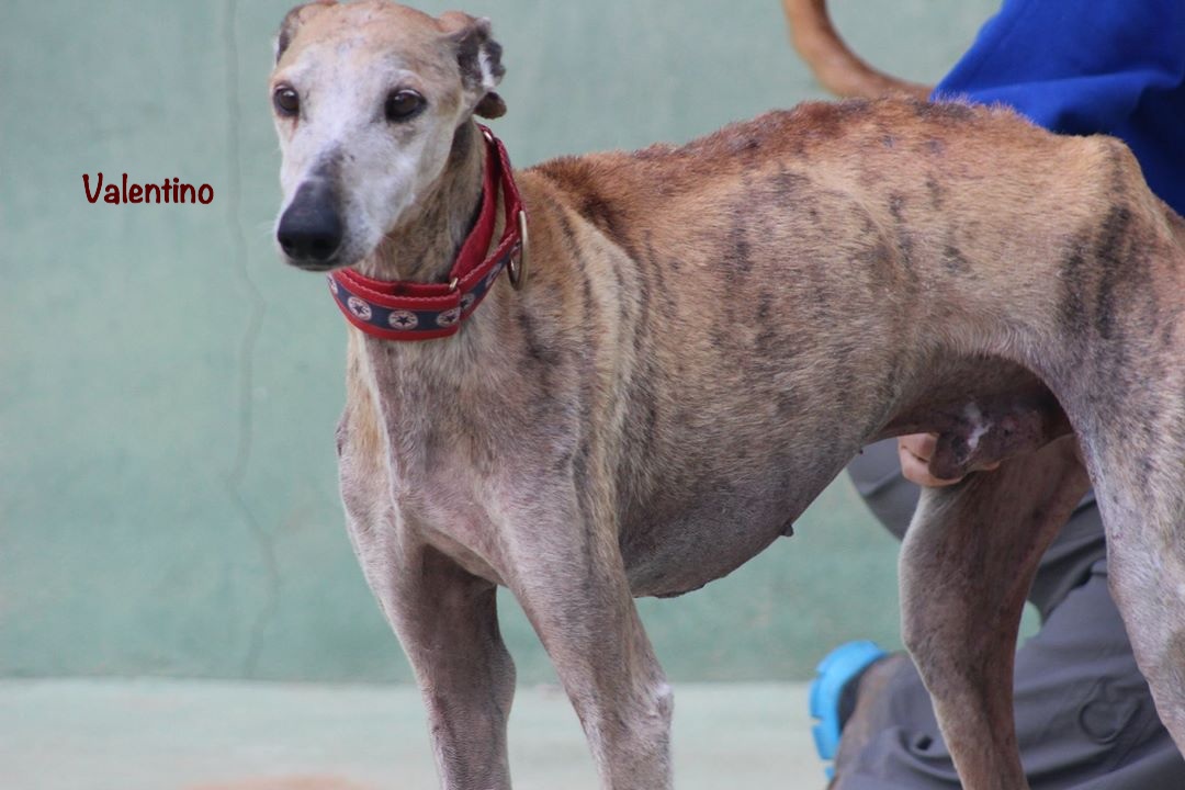 Galgos del Sol (Murcia) makes saving galgos in Spain a reality!